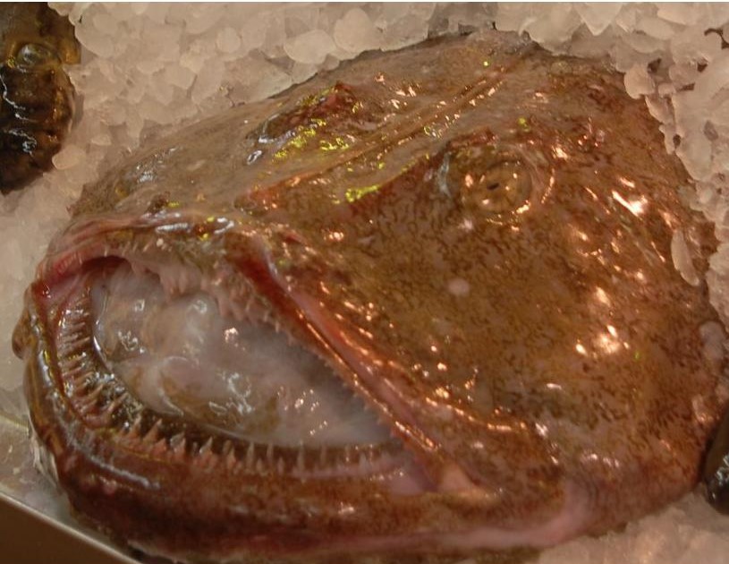 “Monkfish” | Creepypasta Reading | Notes&Sketches